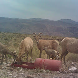 DESERT BIGHORN SHEEP - BORDERLANDS RESEARCH INSTITUTE