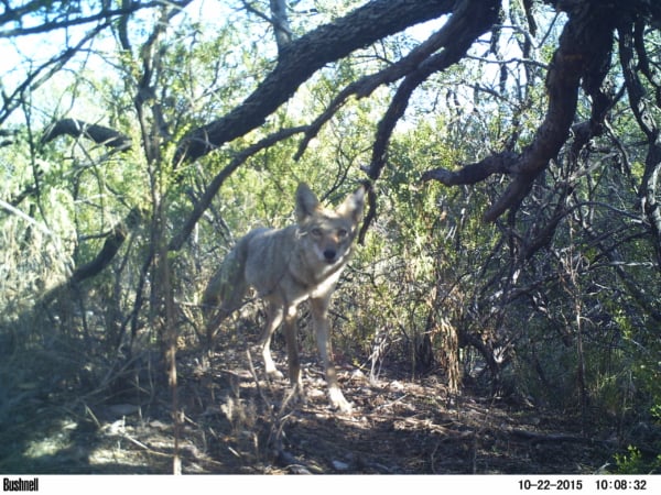 Five-year Study of Mammals in Big Bend National Park Contributes to ...