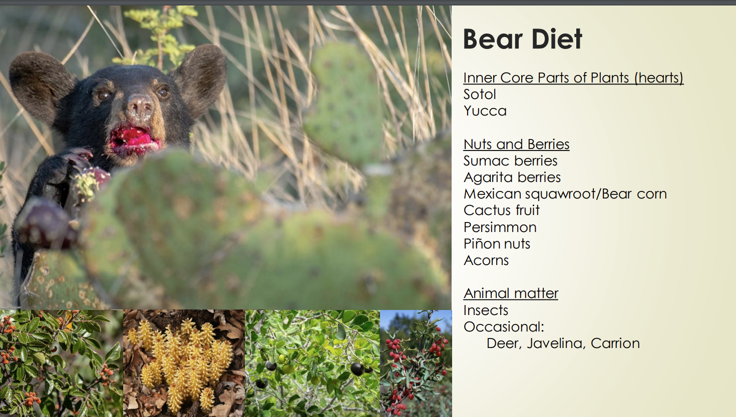 Becoming a Bear Wise Community - BORDERLANDS RESEARCH INSTITUTE