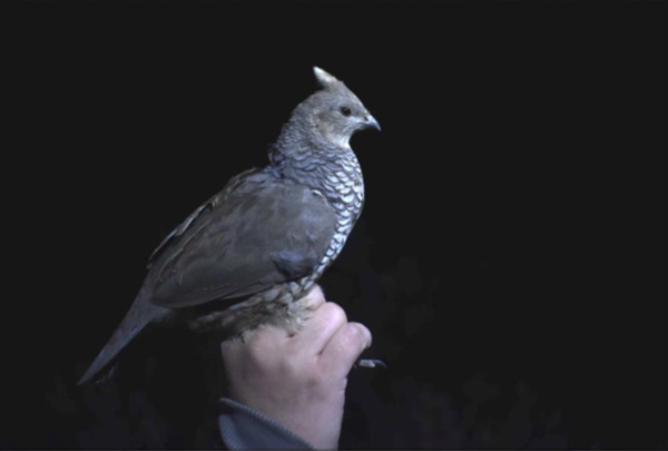 Project Spotlight: Scaled Quail Habitat Selection on an Active Oil ...