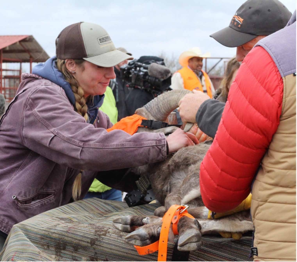 A New West Texas Home for Bighorn Sheep - BORDERLANDS RESEARCH INSTITUTE