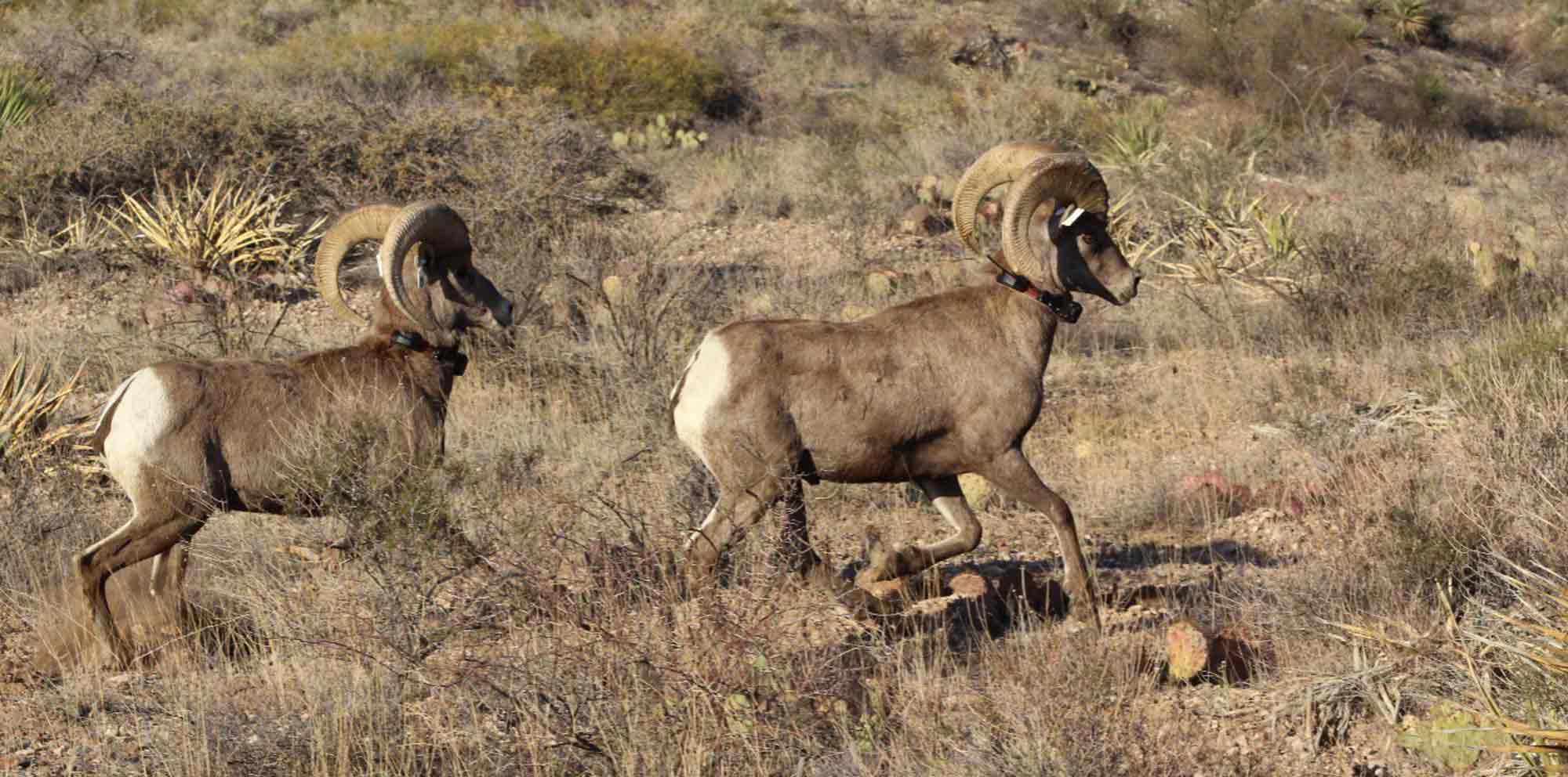 HOME - BORDERLANDS RESEARCH INSTITUTE