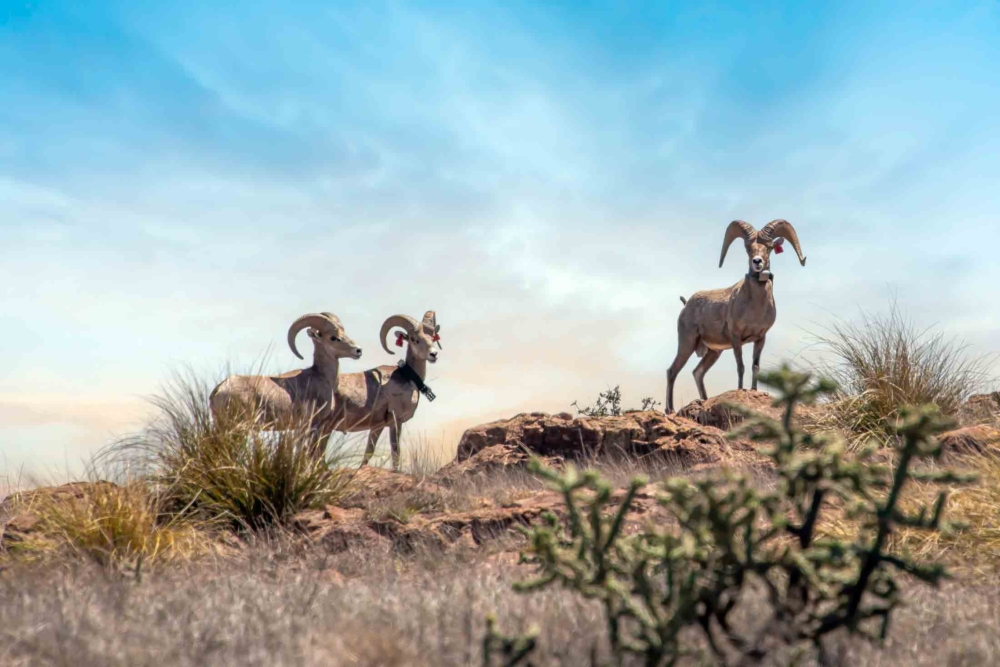 Symposium Tackles New Threats to Desert Bighorn Sheep - BORDERLANDS ...