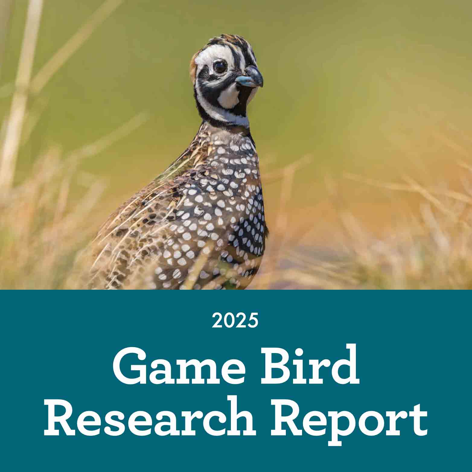 RESEARCH REPORTS - BORDERLANDS RESEARCH INSTITUTE